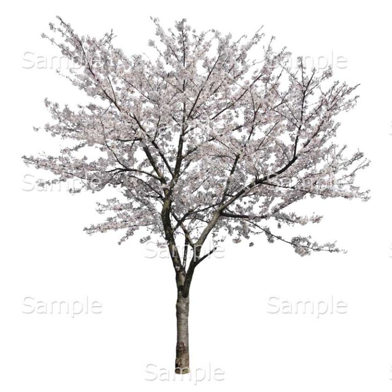 桜素材 – sozaiya.com