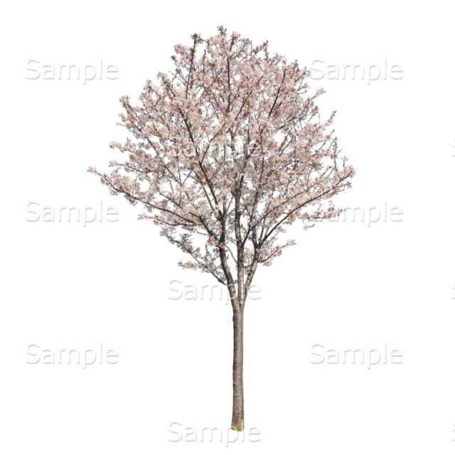 桜素材 – sozaiya.com