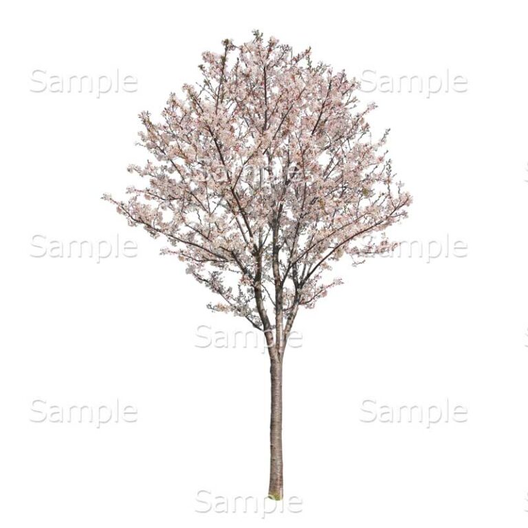 桜素材 – sozaiya.com