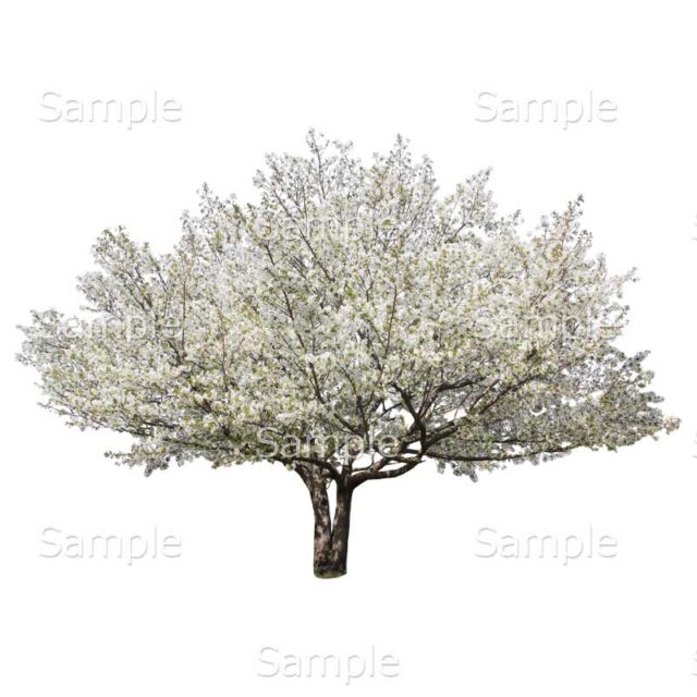 sa094 – sozaiya.com