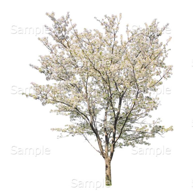 桜素材 – sozaiya.com