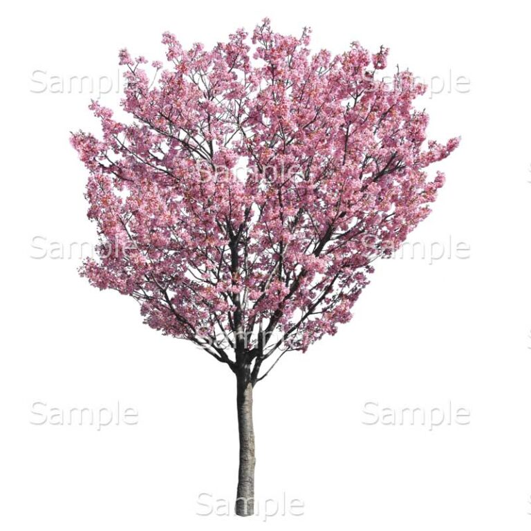 桜素材 – sozaiya.com