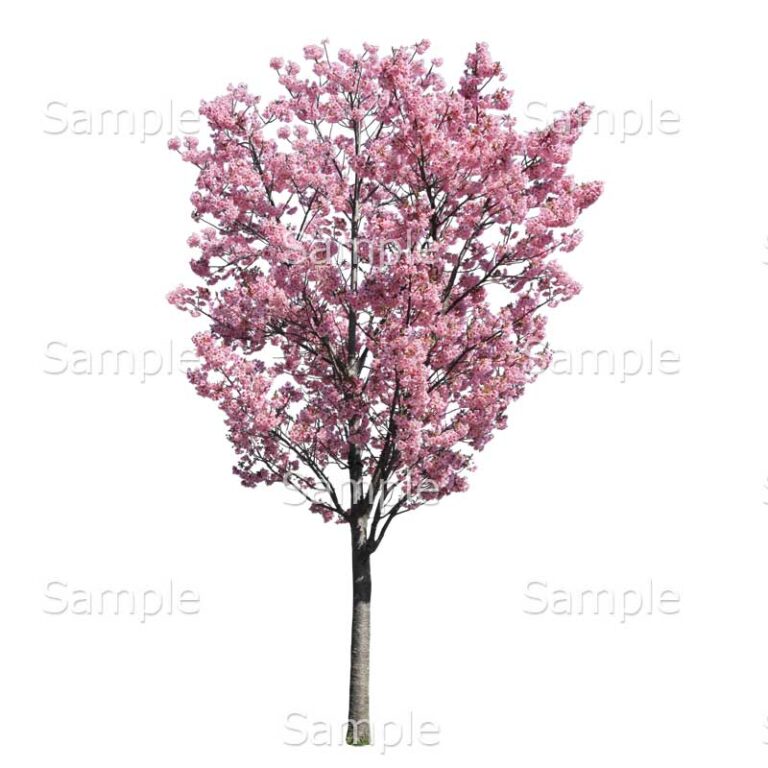 桜素材 – sozaiya.com