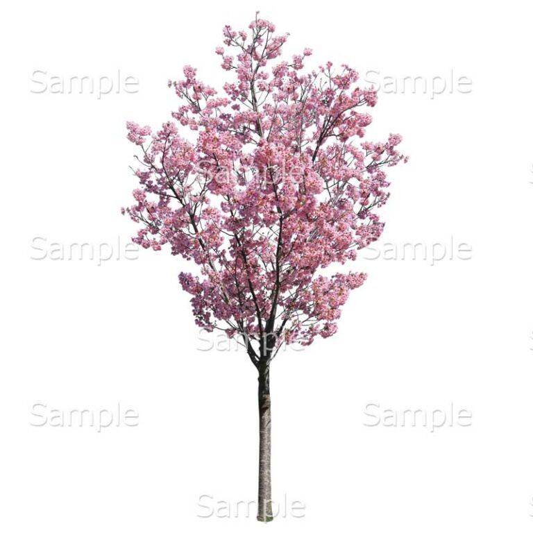 桜素材 – sozaiya.com