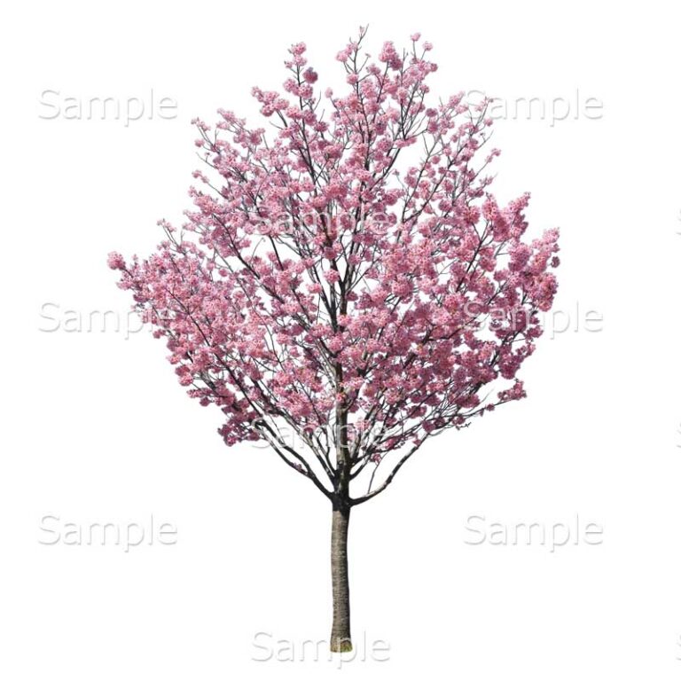 桜素材 – sozaiya.com