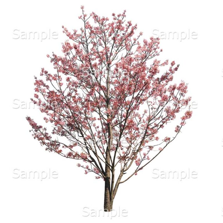 桜素材 – sozaiya.com