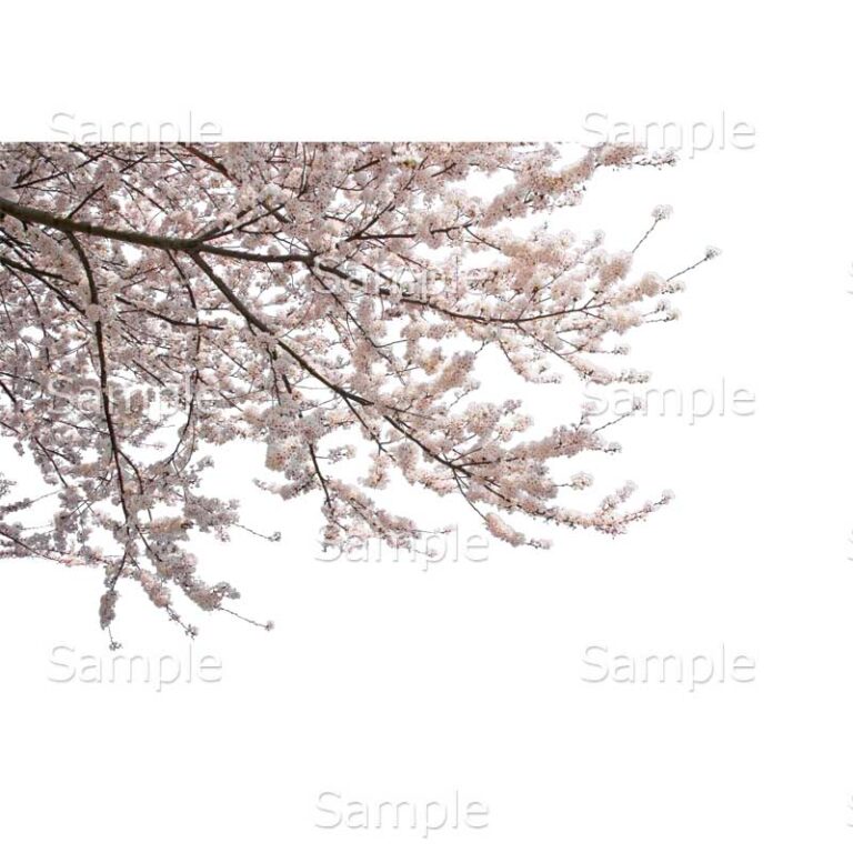 桜素材 – sozaiya.com