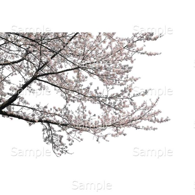 桜素材 – sozaiya.com