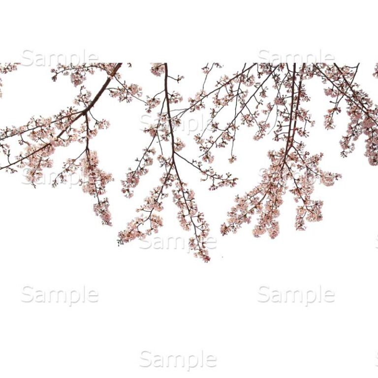 桜素材 – sozaiya.com