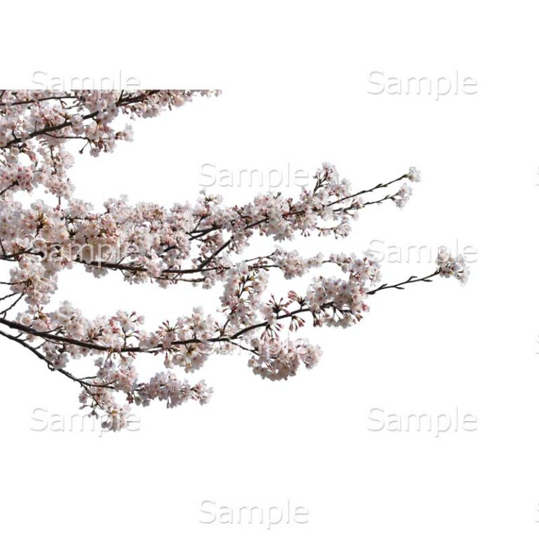 桜素材 – sozaiya.com