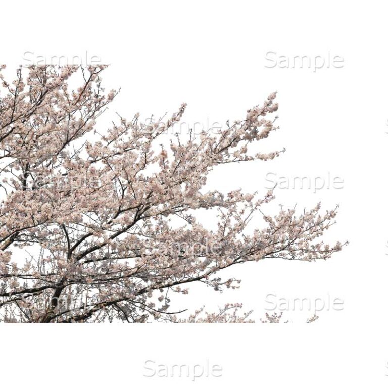 桜素材 – sozaiya.com