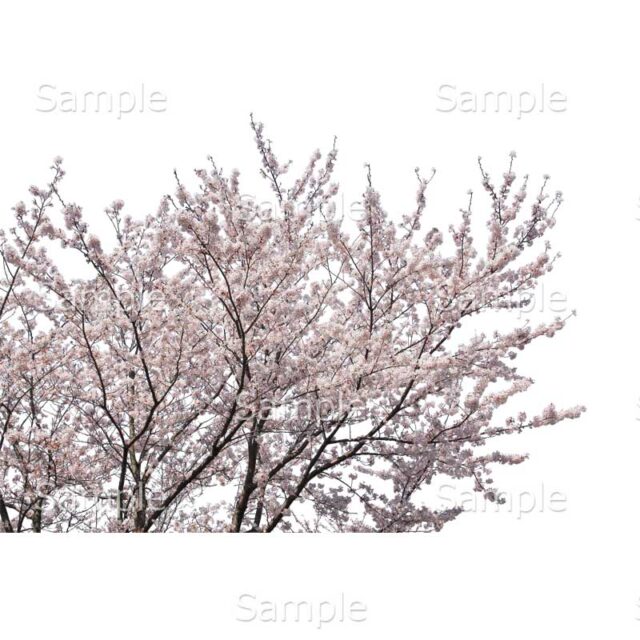 桜素材 – sozaiya.com