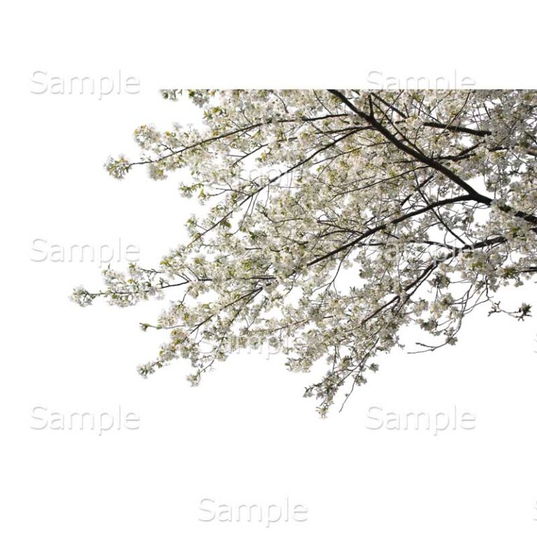 桜素材 – sozaiya.com