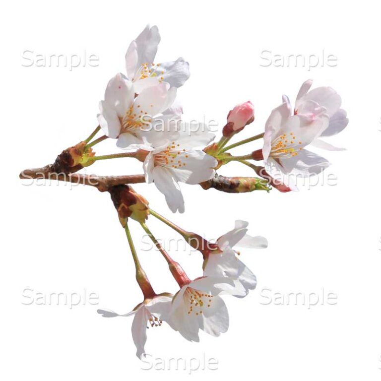 桜素材 – sozaiya.com