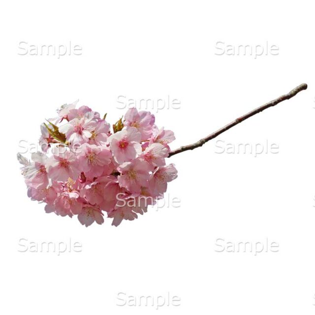 桜素材 – sozaiya.com