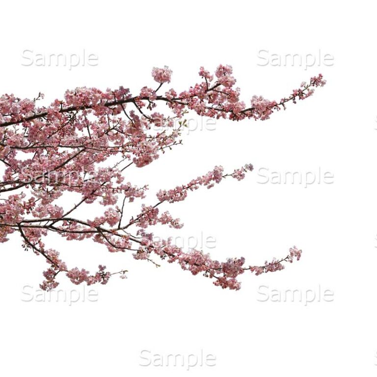 桜素材 – sozaiya.com