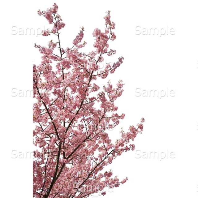 桜素材 – sozaiya.com