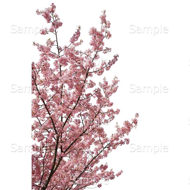 桜素材 – sozaiya.com