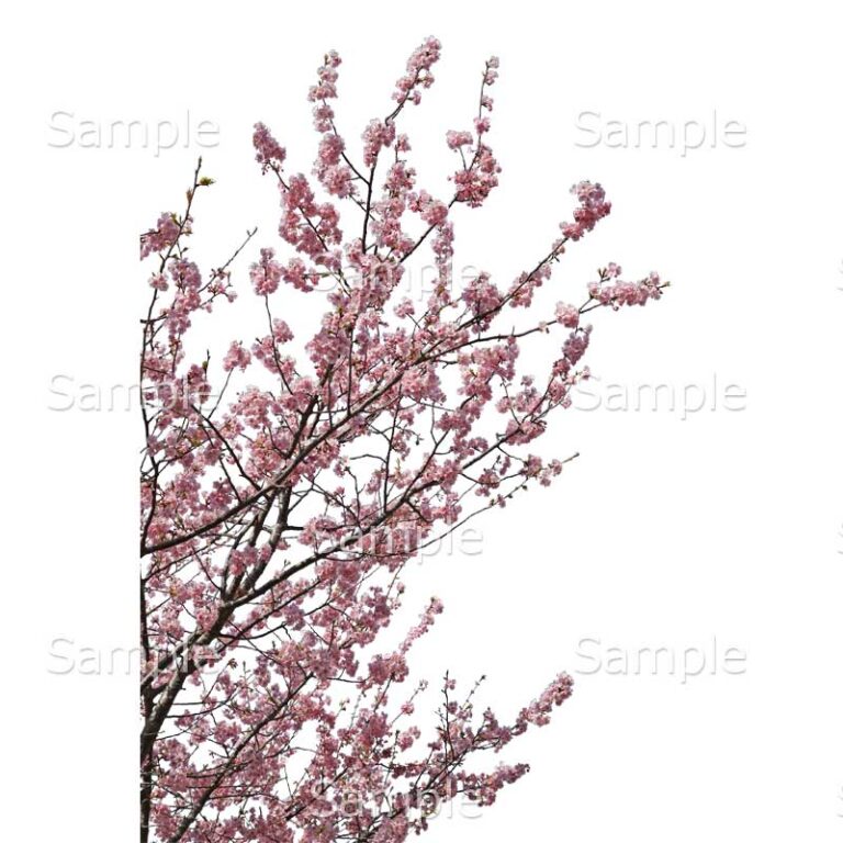 桜素材 – sozaiya.com