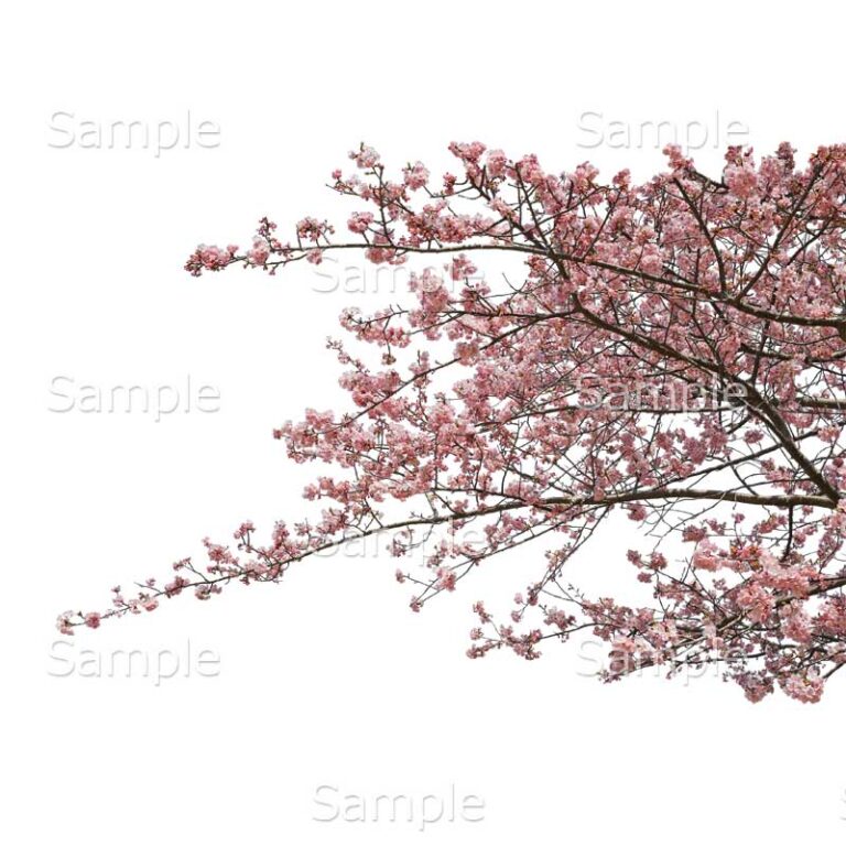 sa157 – sozaiya.com