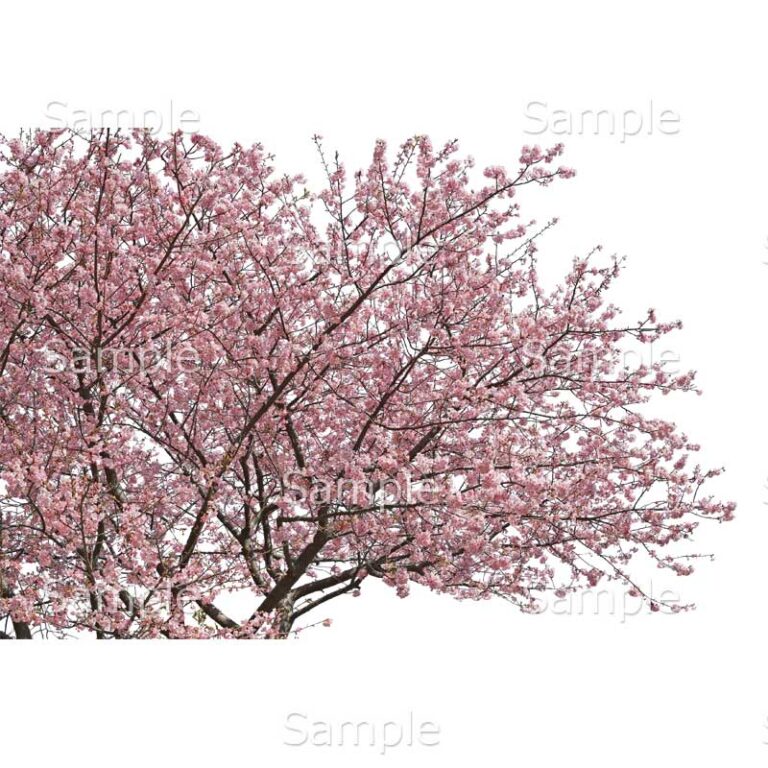 桜素材 – sozaiya.com