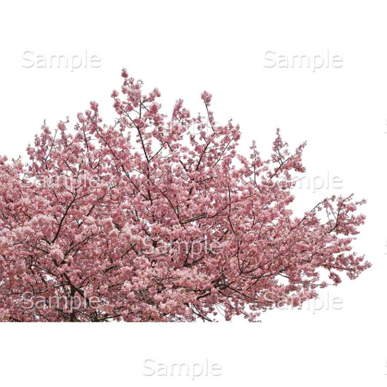 桜素材 – sozaiya.com