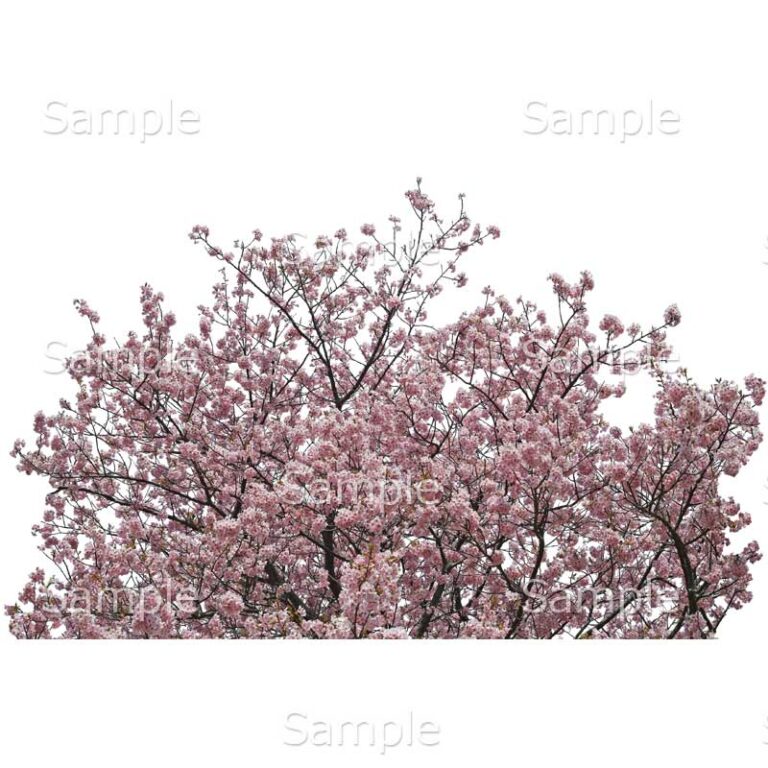 桜素材 – sozaiya.com