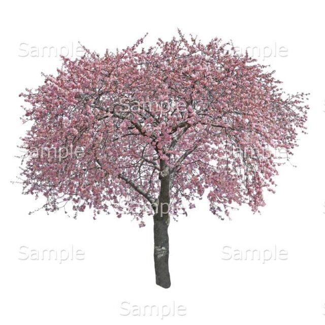 sa162 – sozaiya.com