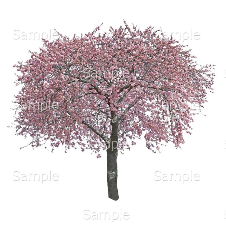 sa162 – sozaiya.com