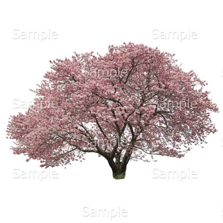 桜素材 – sozaiya.com