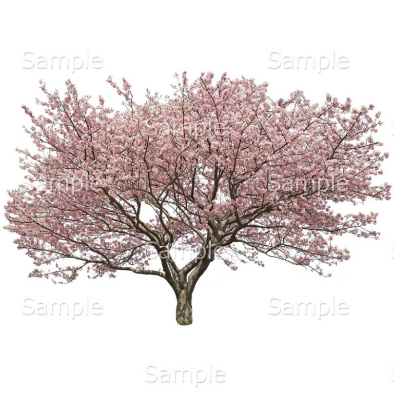 桜素材 – sozaiya.com