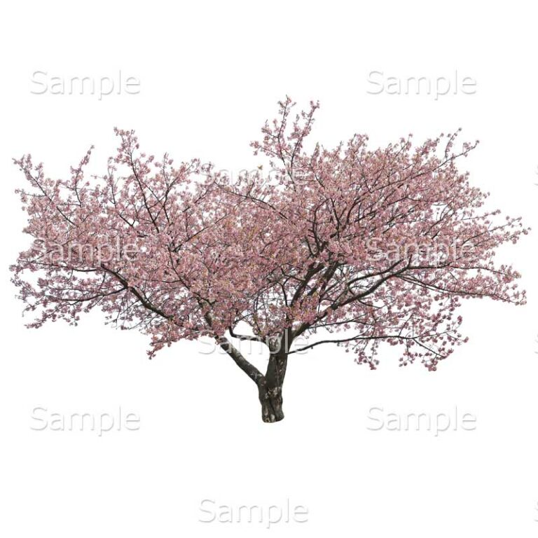 桜素材 – sozaiya.com