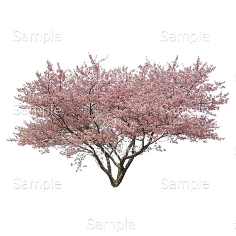 桜素材 – sozaiya.com