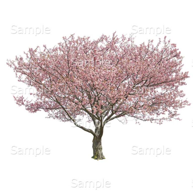 桜素材 – sozaiya.com