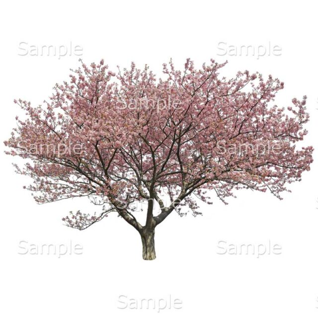 sa172 – sozaiya.com