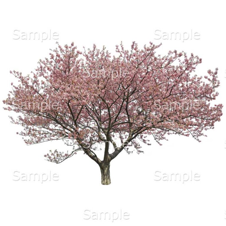 桜素材 – sozaiya.com