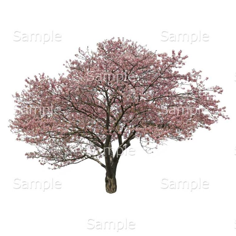 桜素材 – sozaiya.com