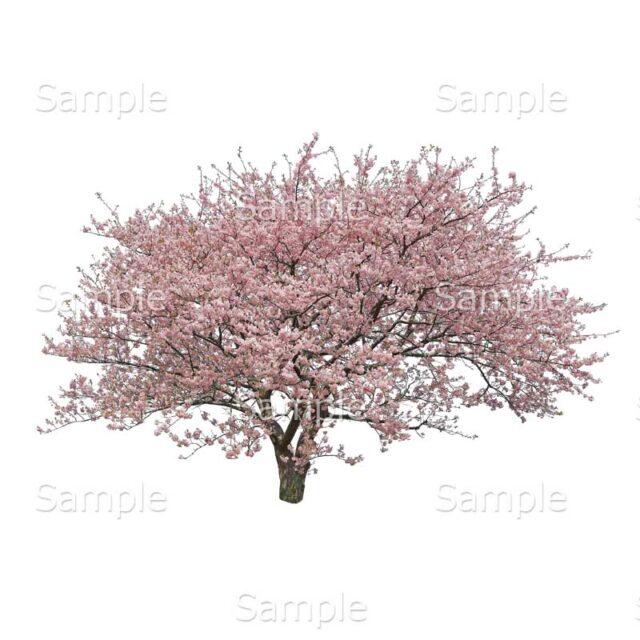 sa174 – sozaiya.com