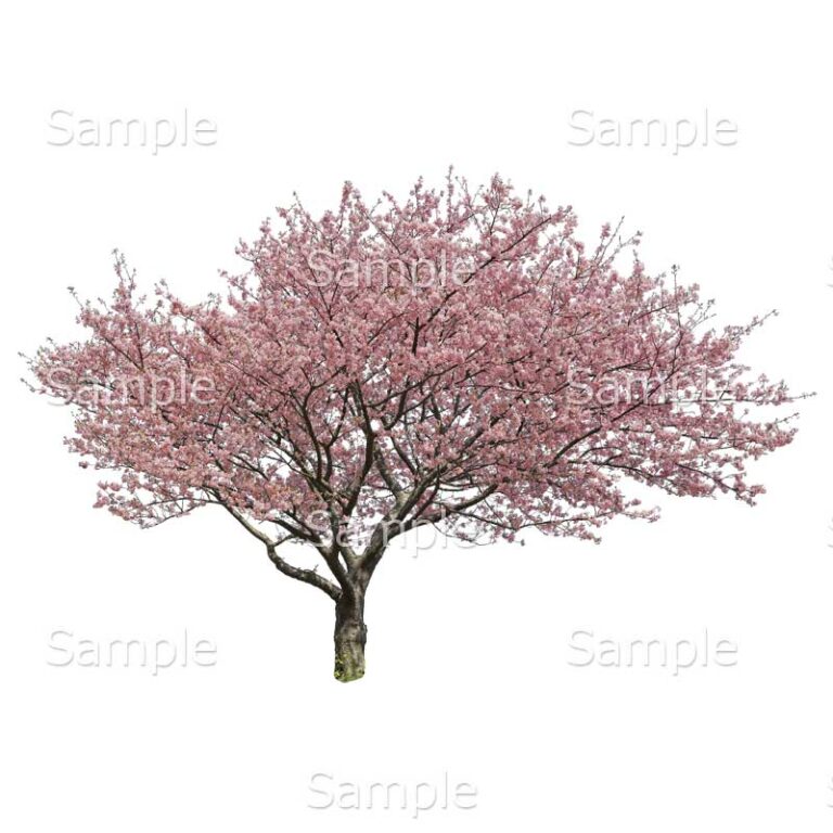 桜素材 – sozaiya.com