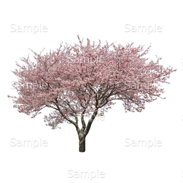 桜素材 – sozaiya.com