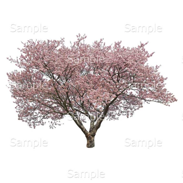 桜素材 – sozaiya.com