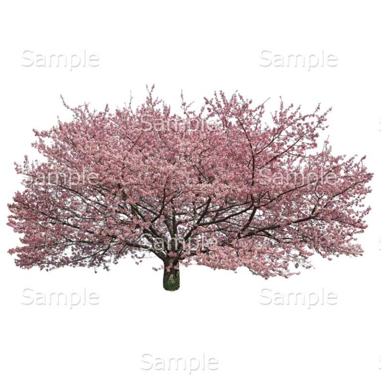 桜素材 – sozaiya.com