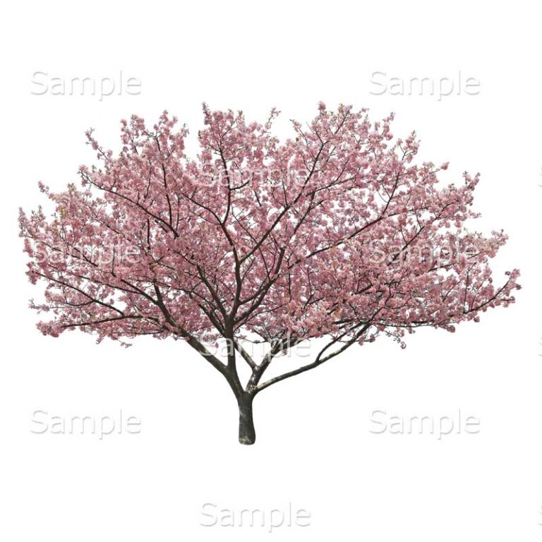 桜素材 – sozaiya.com