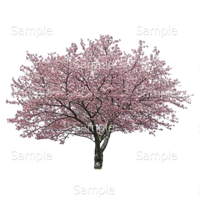 桜素材 – sozaiya.com