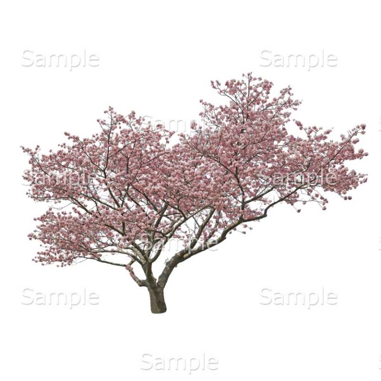 桜素材 – sozaiya.com