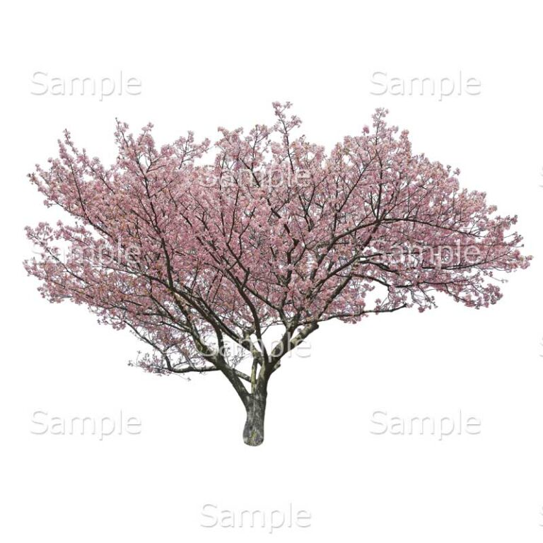 sa185 – sozaiya.com