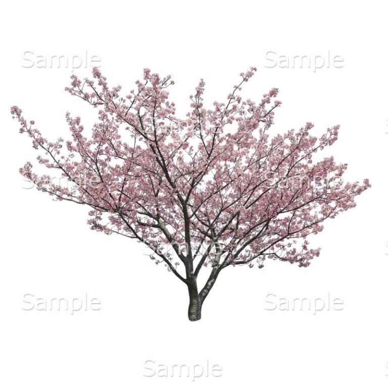 桜素材 – sozaiya.com