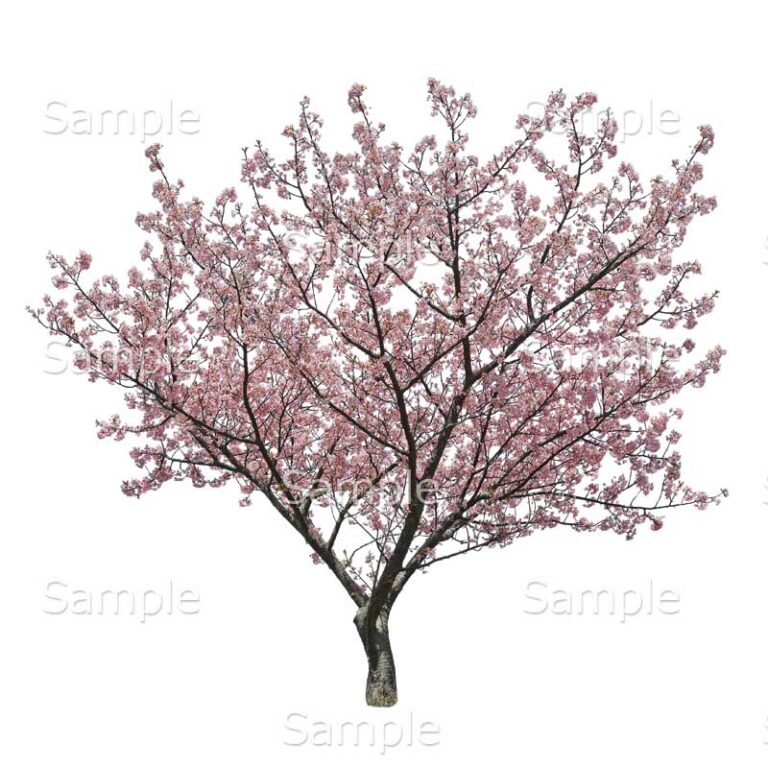 桜素材 – sozaiya.com