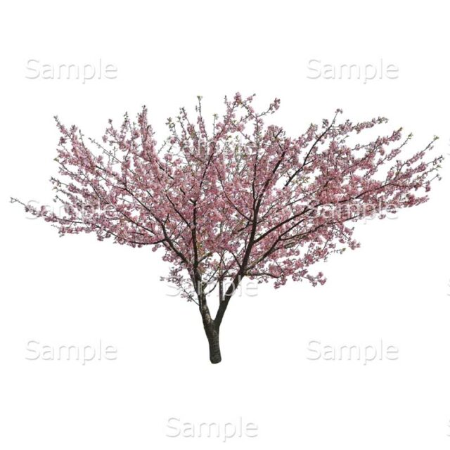 桜素材 – sozaiya.com