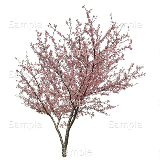 桜素材 – sozaiya.com